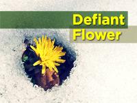 Defiant Flower - Woodland Hills Church